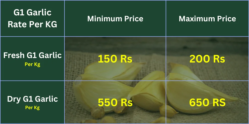 NARC G1 Garlic Price in Pakistan and Garlic Farming